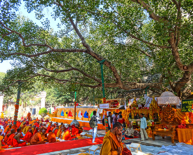 Bodhi Tree
