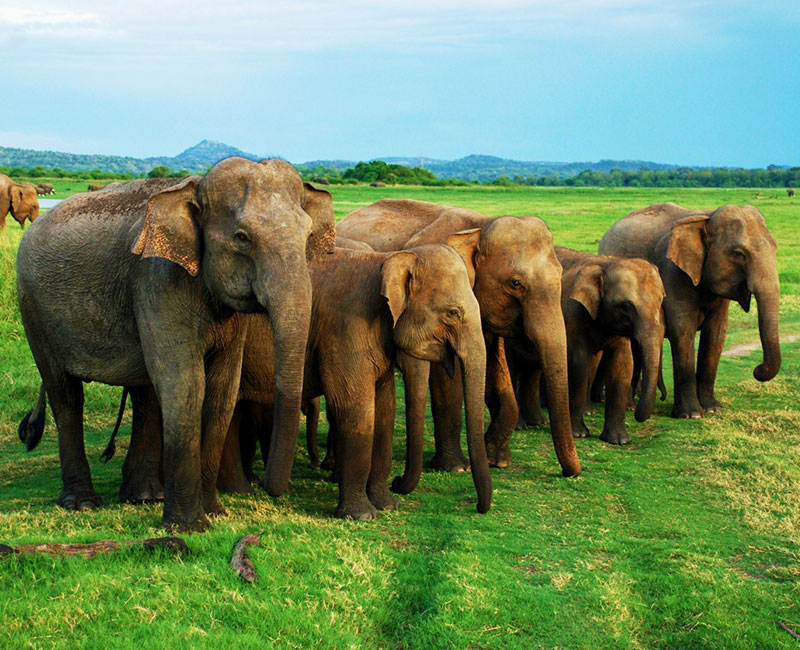 Bundala National Park