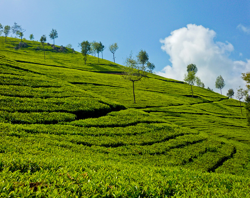 Tea Estates in Ooty