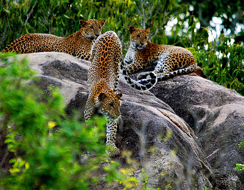 Yala National Park