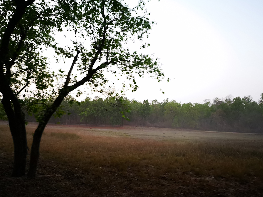 Bandhavgarh—Deer-in-the-open-plains